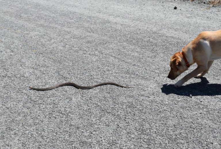Yikes! How to Keep Your Pet Safe From Snakes at Home | East Sacramento ...