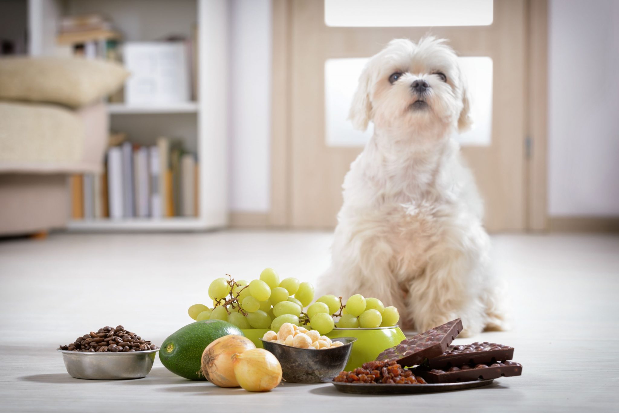 Toxic Foods for Dogs: What You Need to Know! | East Sacramento ...