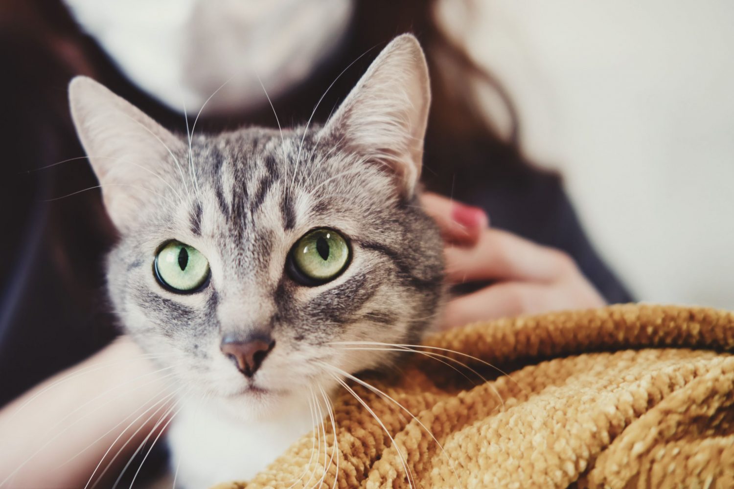 Coughing Cat: Hairball or More??? | East Sacramento Veterinary Center ...