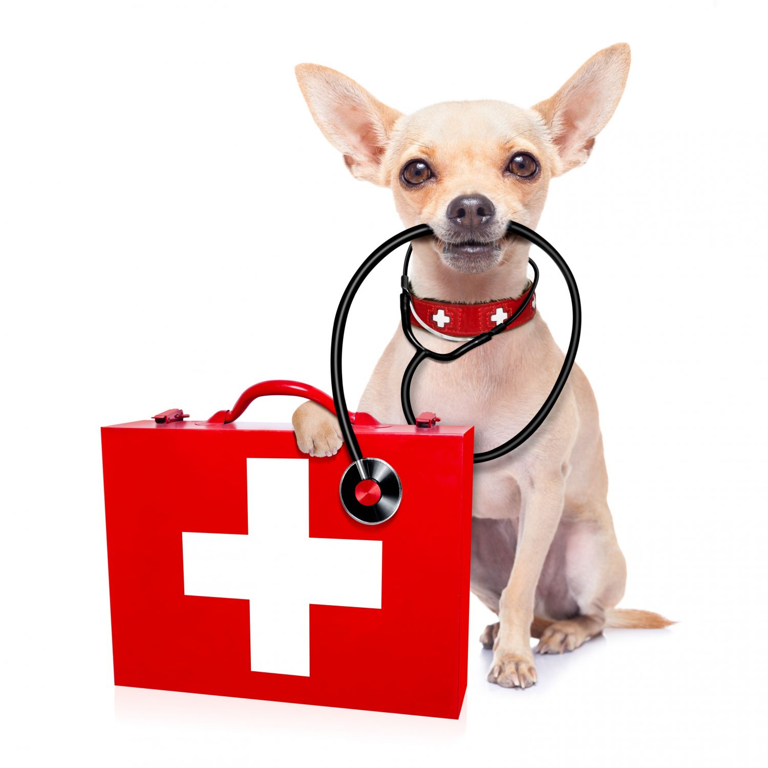 How to Make Your Own Pet First-Aid Kit | East Sacramento Veterinary ...